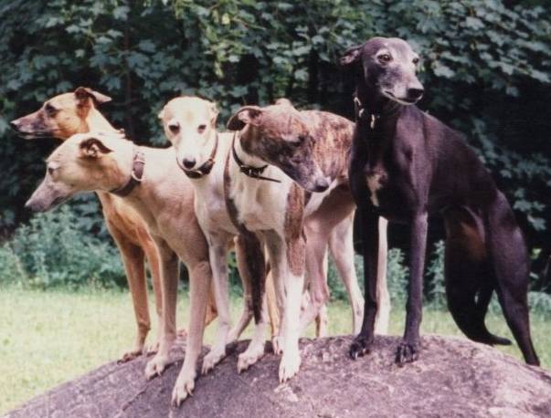 Los bancos se convierten en una jauría de perros en busca de ...